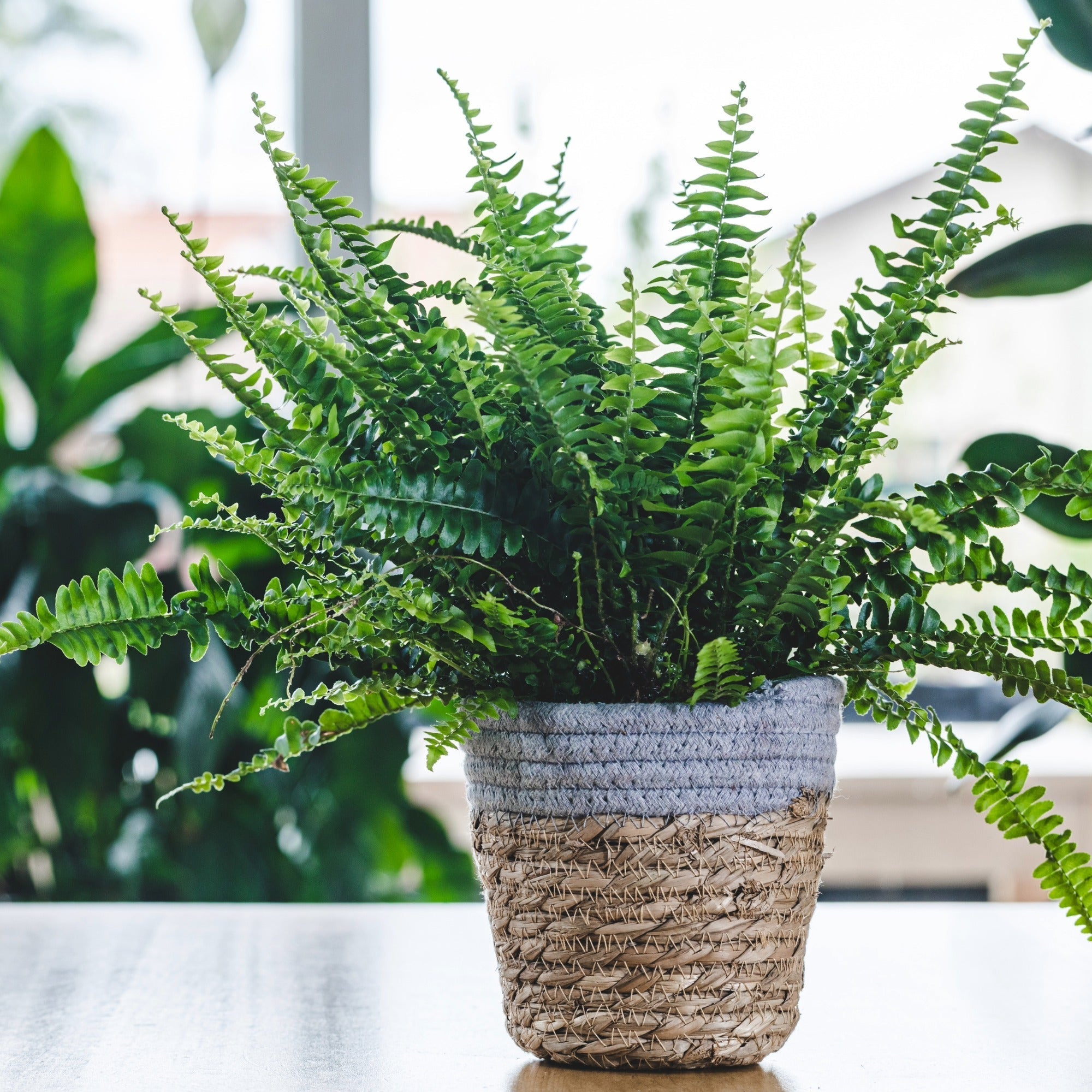 Manjula' Pothos, Happy Leaf Pothos, Jewel Pothos – Jardineries Botanix