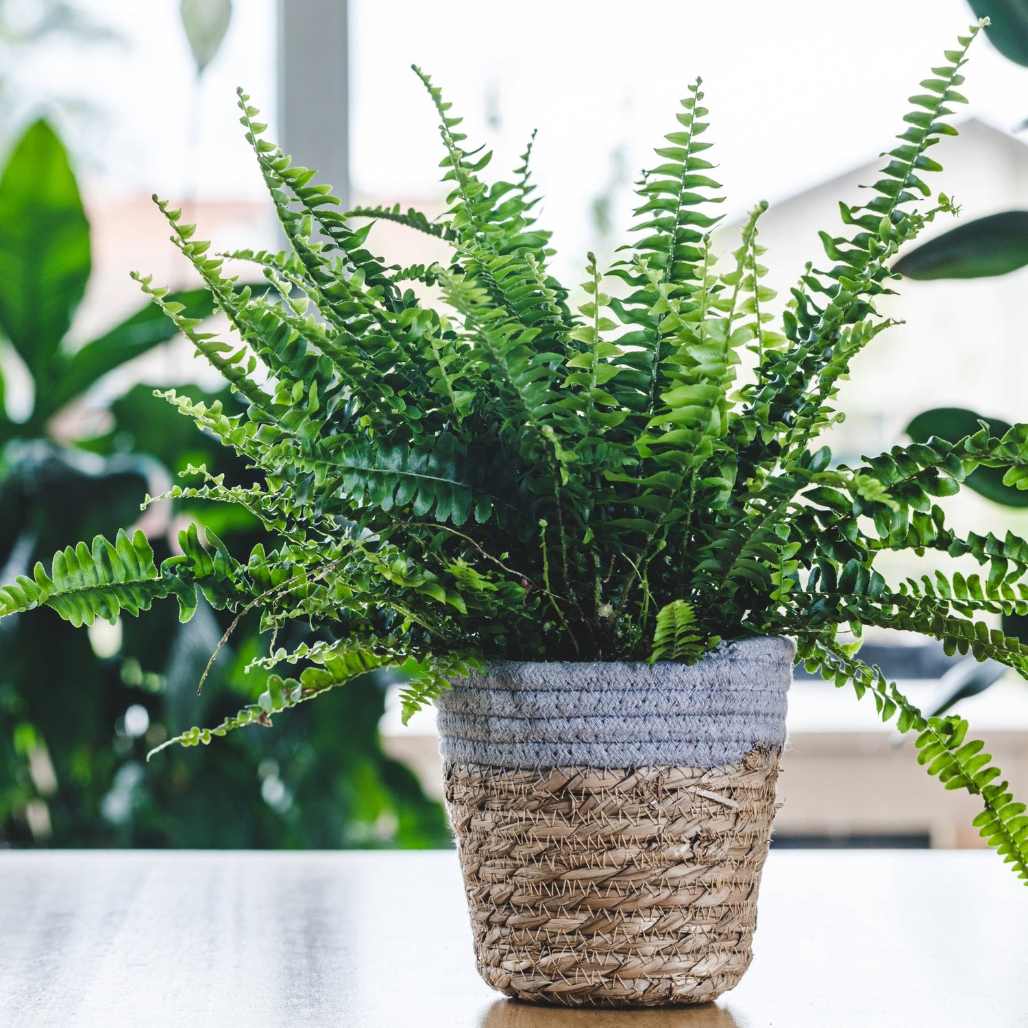 Citronnier en Pot | Citrons Frais à Domicile – Jardineries Botanix