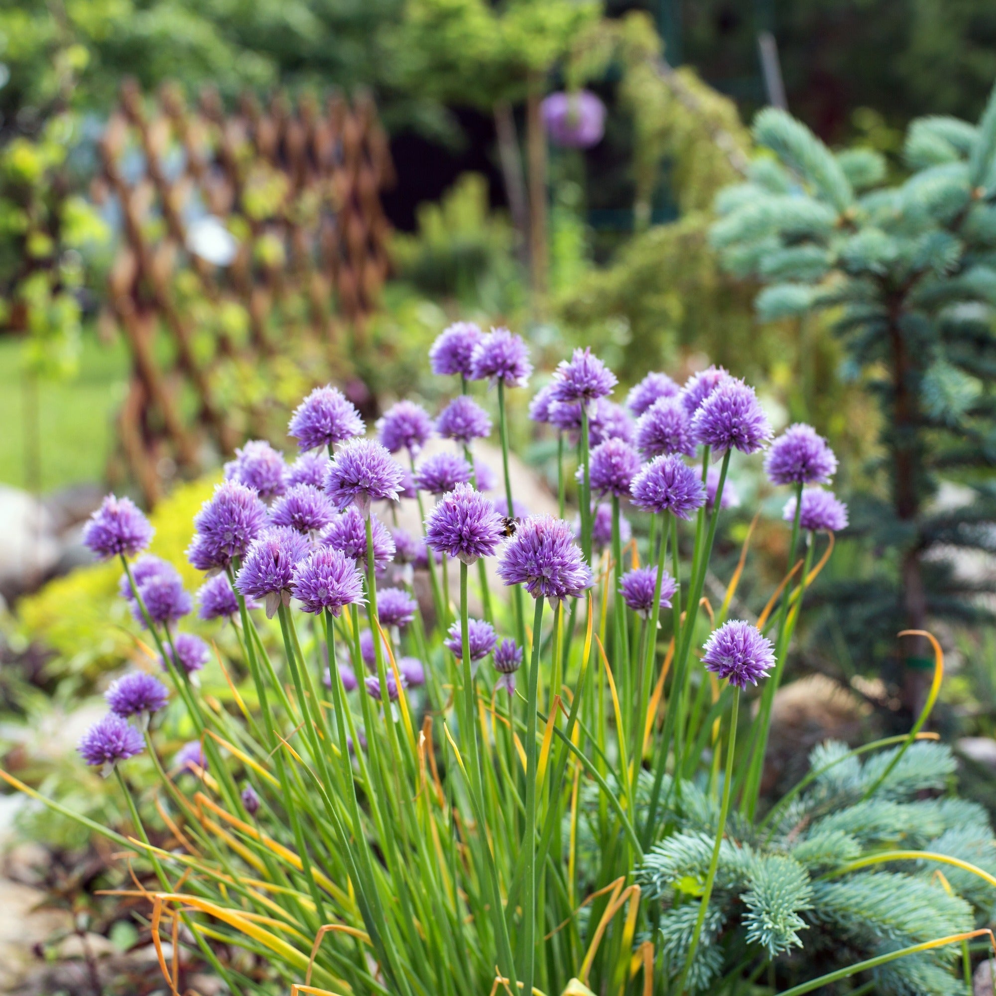 Botanix Garden Centres – Jardineries Botanix