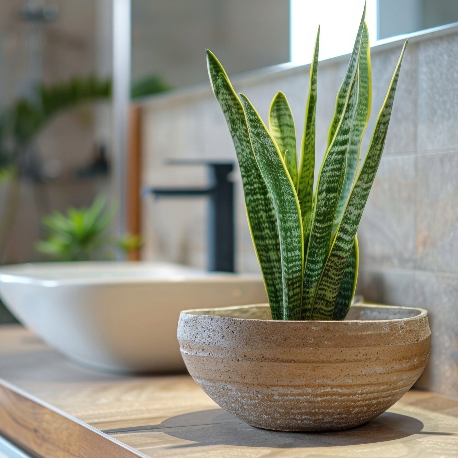 Plante Poisson Rouge – Jardineries Botanix