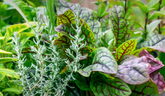 Magazines – Jardineries Botanix