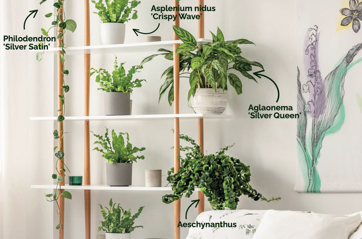 Magazines – Jardineries Botanix