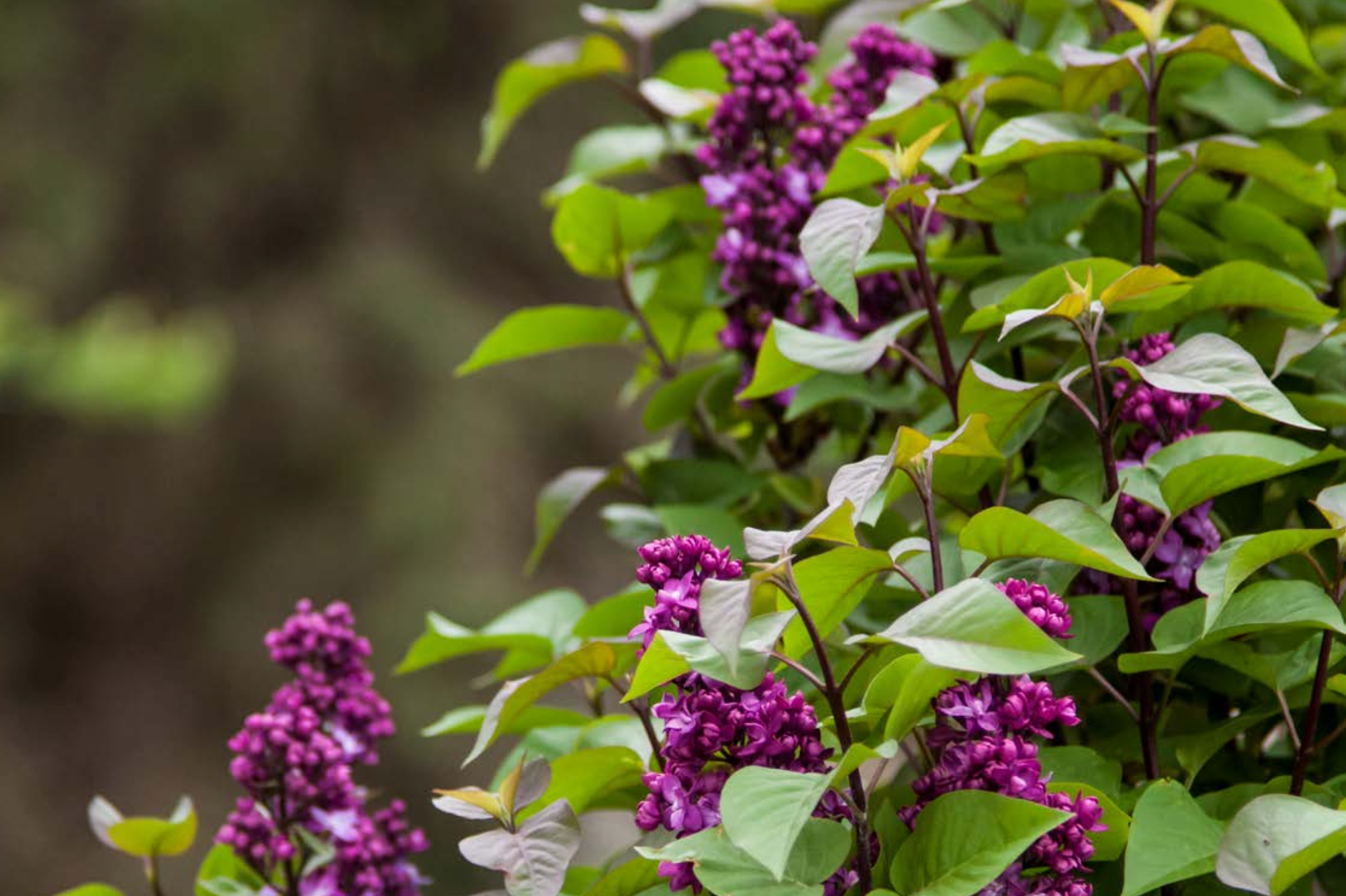 Magazines – Jardineries Botanix