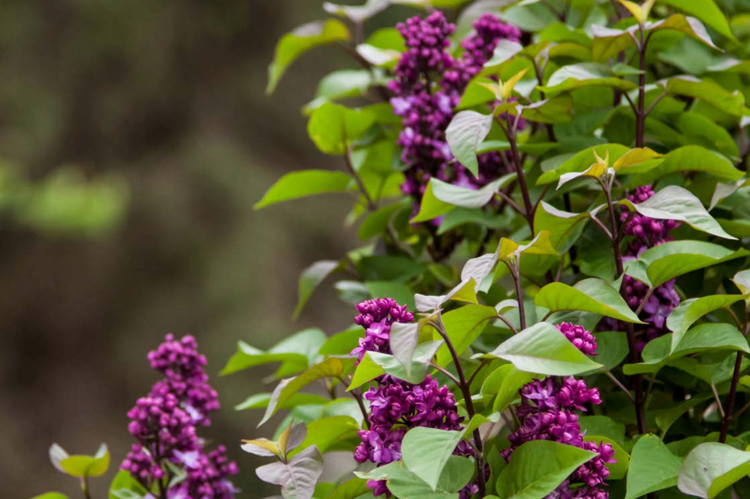 Magazines – Jardineries Botanix