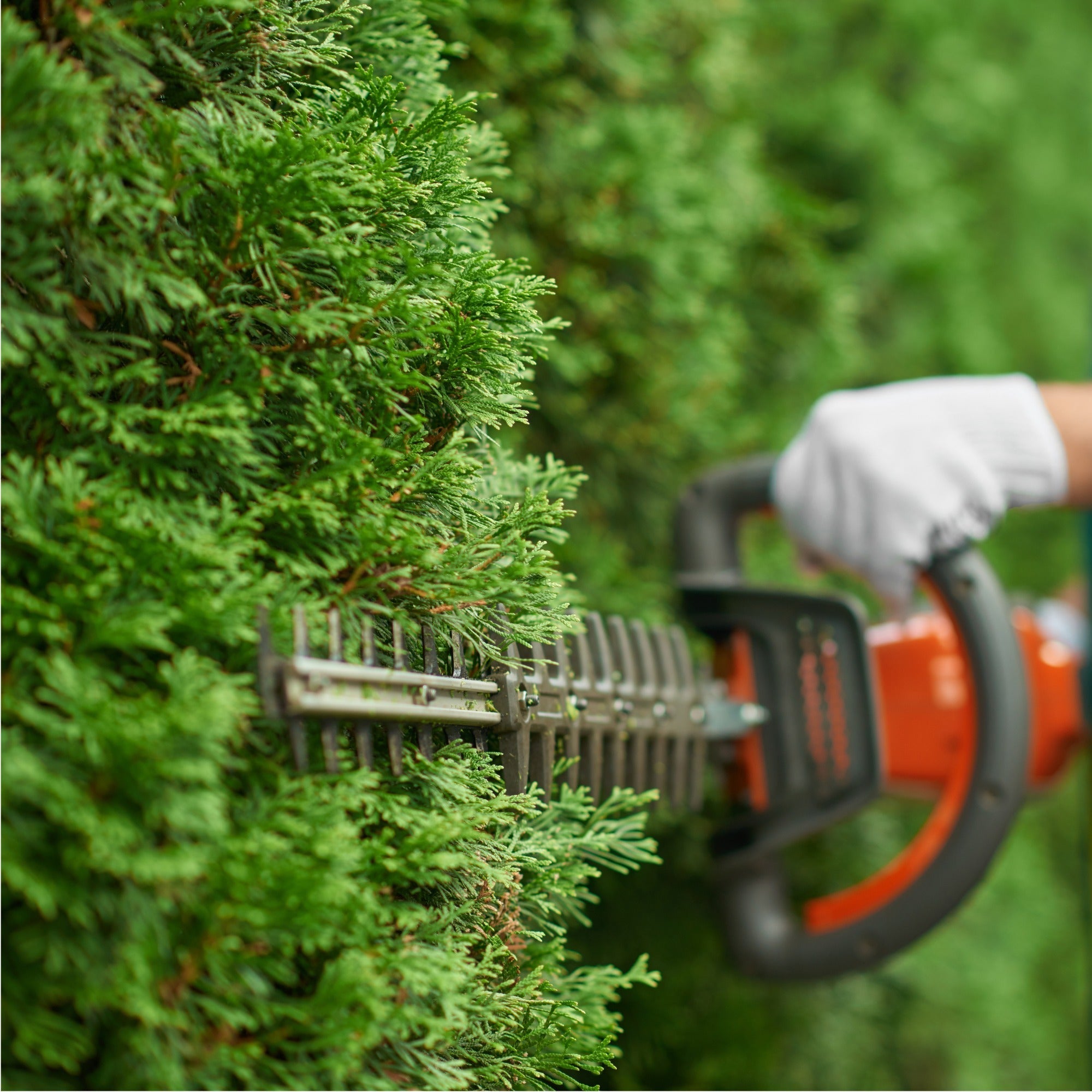 Hill's Yew | Shade-Tolerant Hedge Conifer | Taxus x media – Jardineries ...