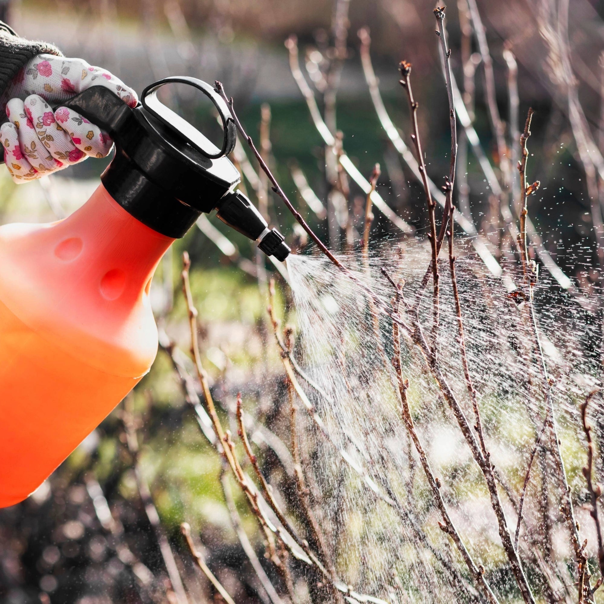 Stop Pests & Diseases: Dormant Oil & Lime Sulphur Spray – Jardineries ...