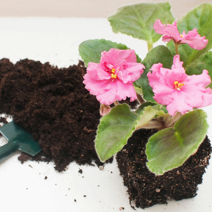 Manjula' Pothos, Happy Leaf Pothos, Jewel Pothos – Jardineries Botanix