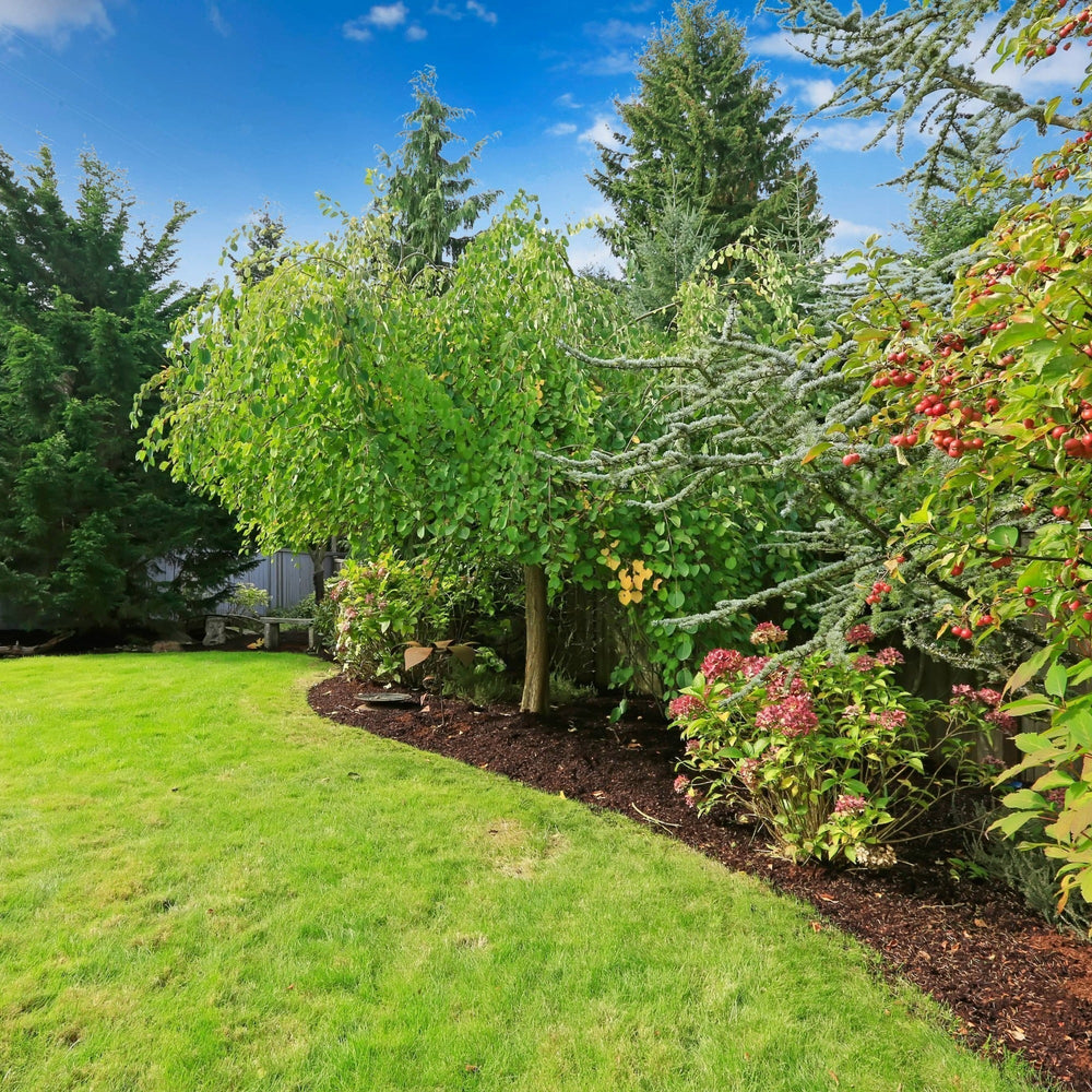 Euonymus alatus 'Compactus' - Fusain ailé nain – Jardineries Botanix