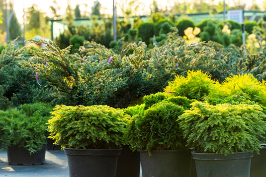 Conifères – Jardineries Botanix