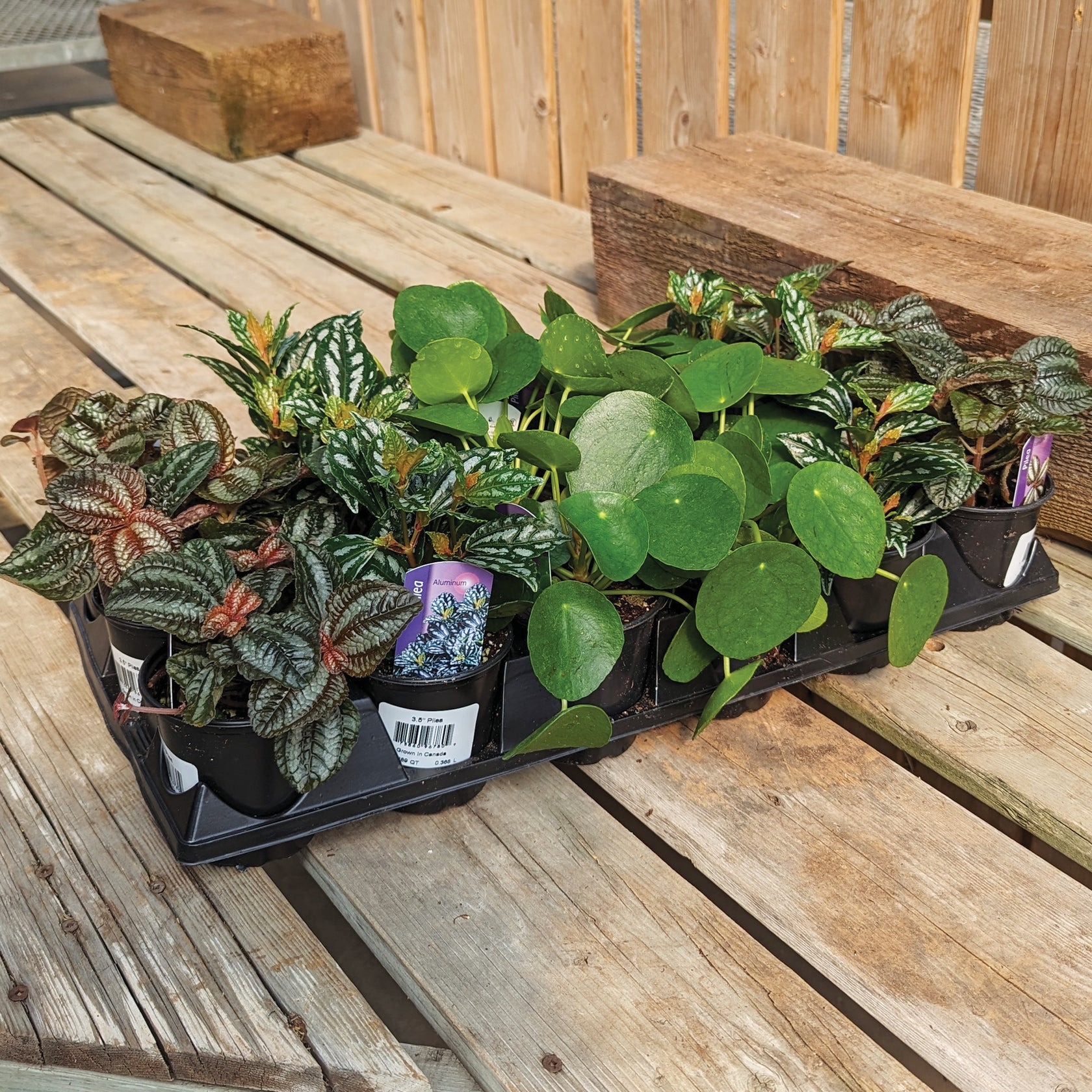 Selection of Pileas – Jardineries Botanix