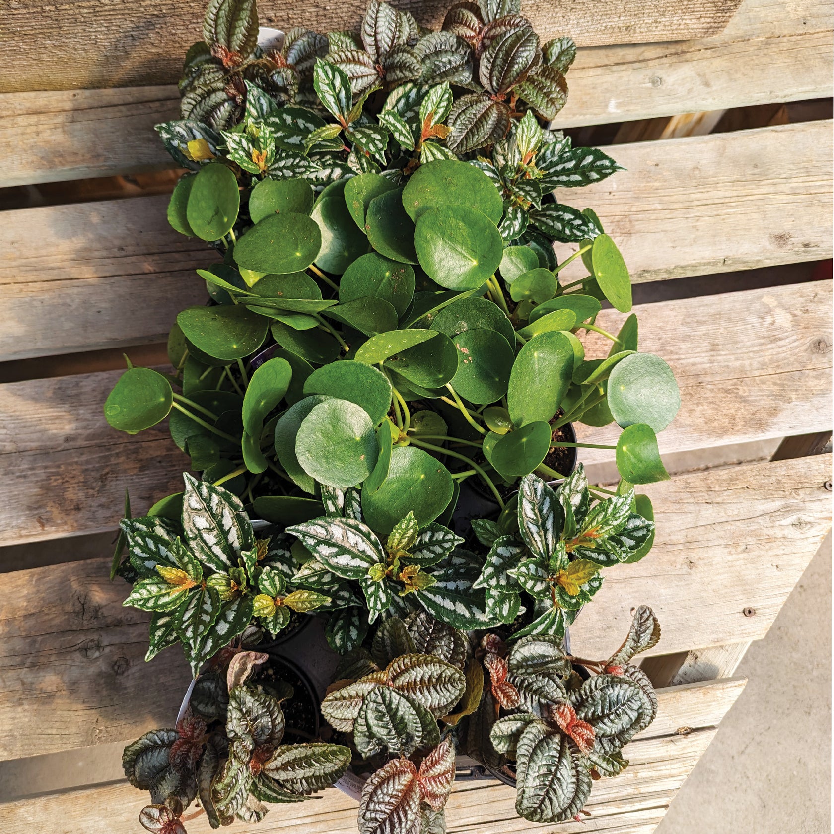 Selection of Pileas – Jardineries Botanix