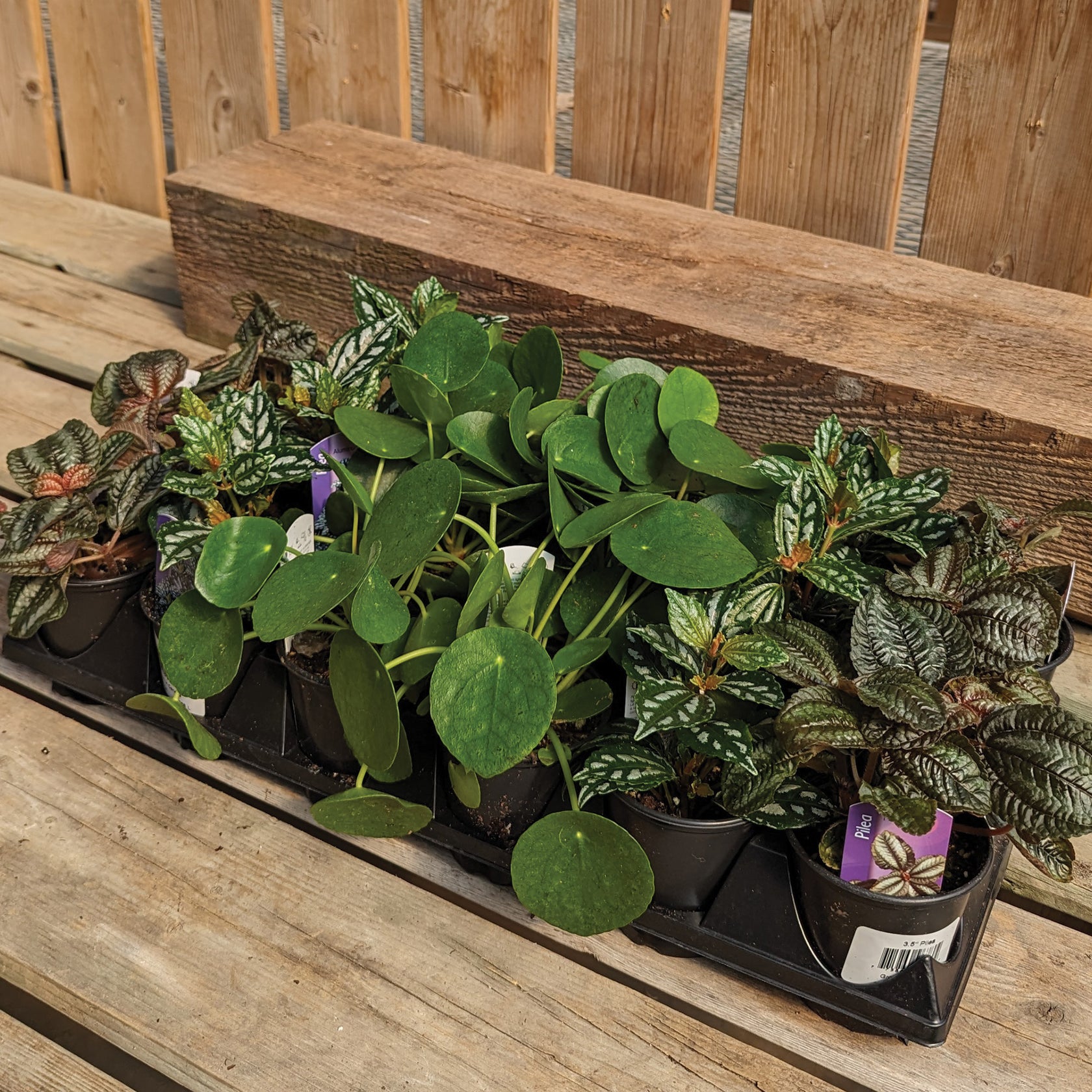 Selection of Pileas – Jardineries Botanix