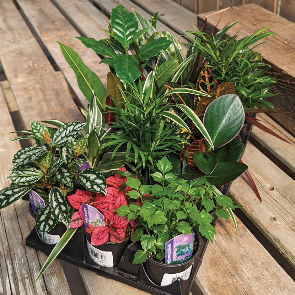 Botanix Garden Centres – Jardineries Botanix