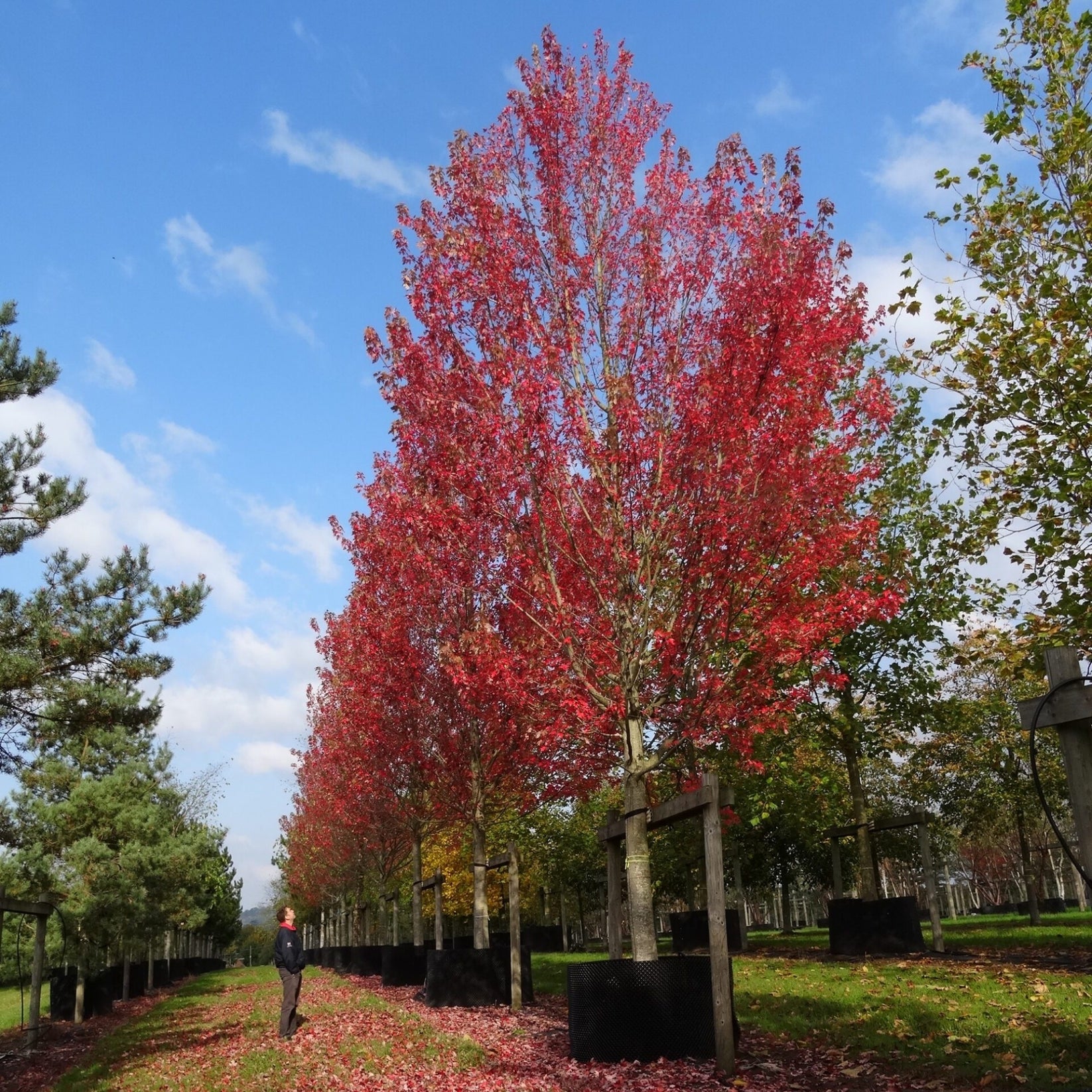 Érable Rouge 'Armstrong' | Colonne Spectaculaire Rouge Éclatant ...