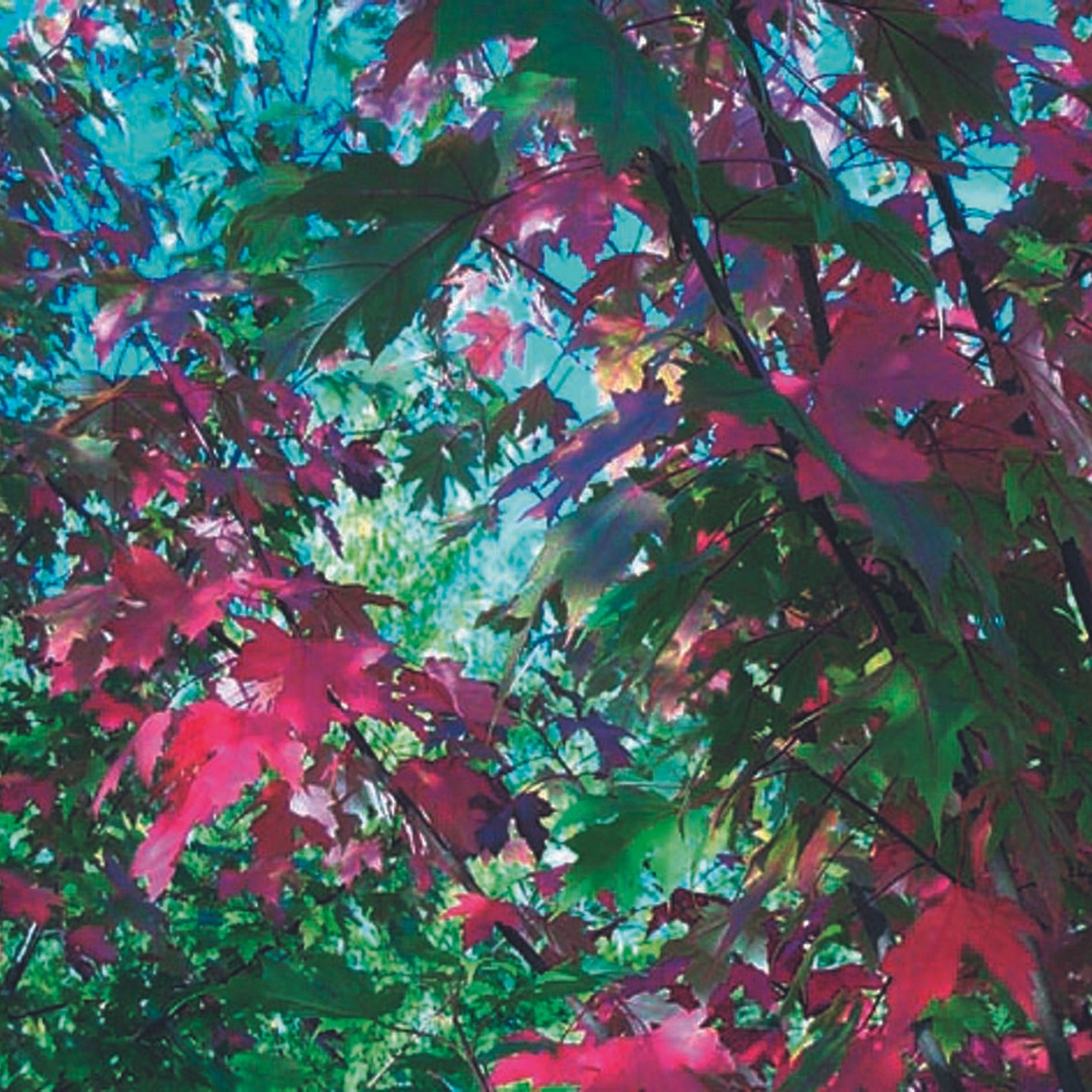 Red Maple 'Armstrong' | Spectacular Columnar Red | Botanix Garden ...