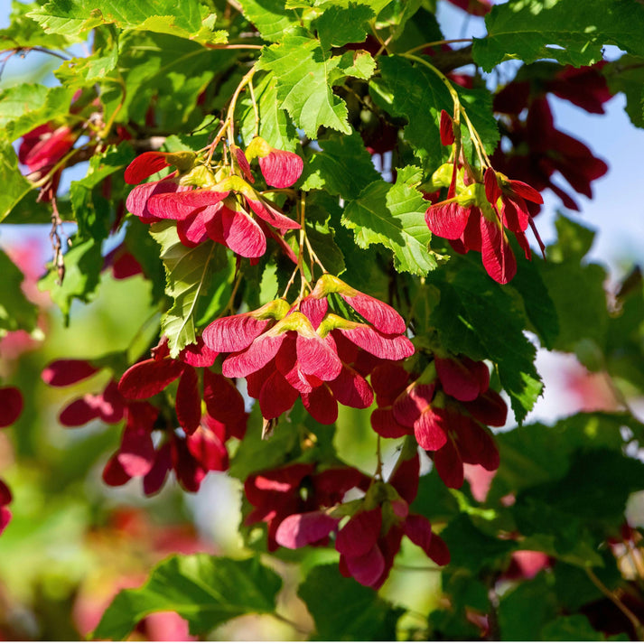 Hot Wings® Maple | Red Fruits & Fall Colours | Acer tataricum | Botanix ...