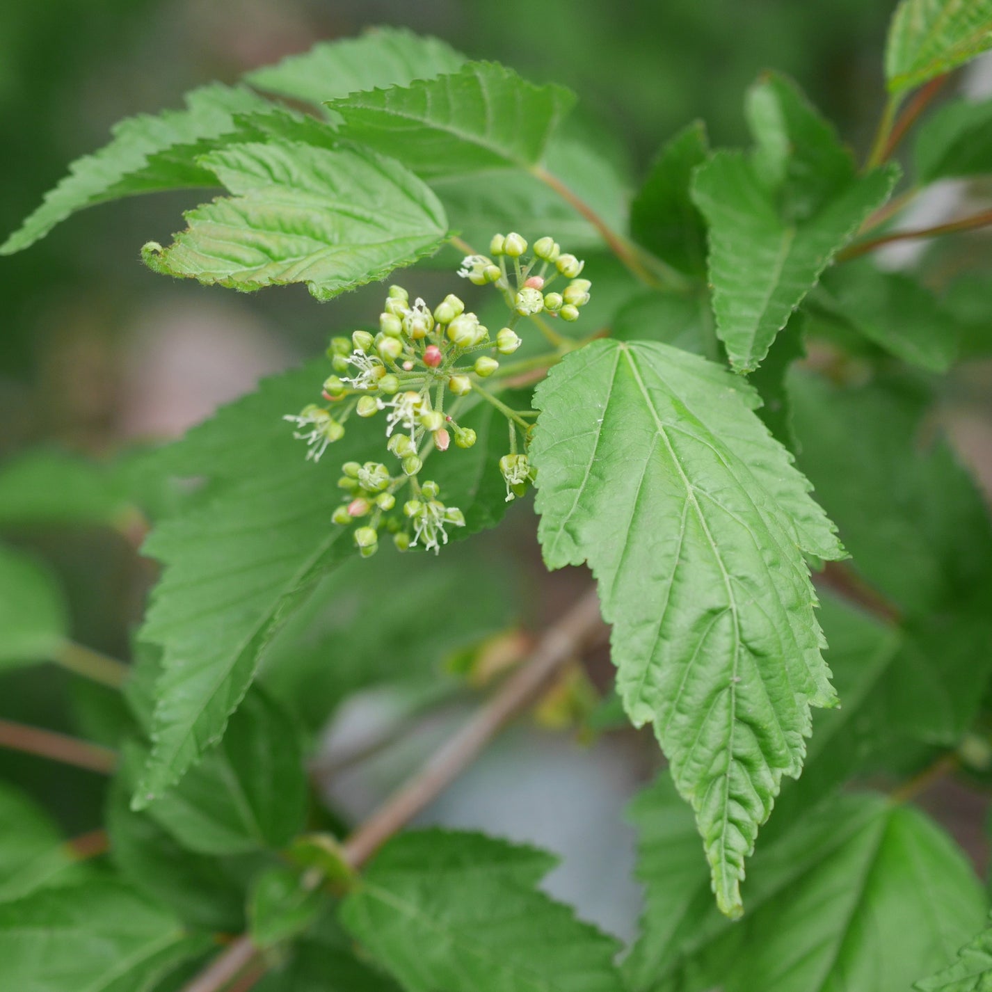 Acer Tataricum Blatt
