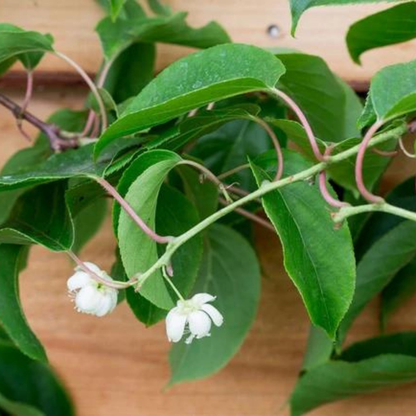 Actinidia arguta 'Issai' - Kiwi 'Issai' (autofertile) – Jardineries Botanix