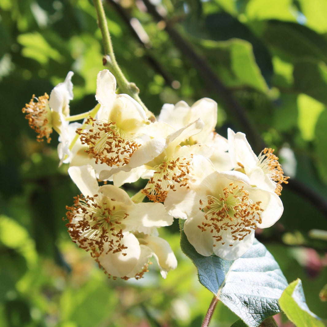 Fruitiers – Jardineries Botanix