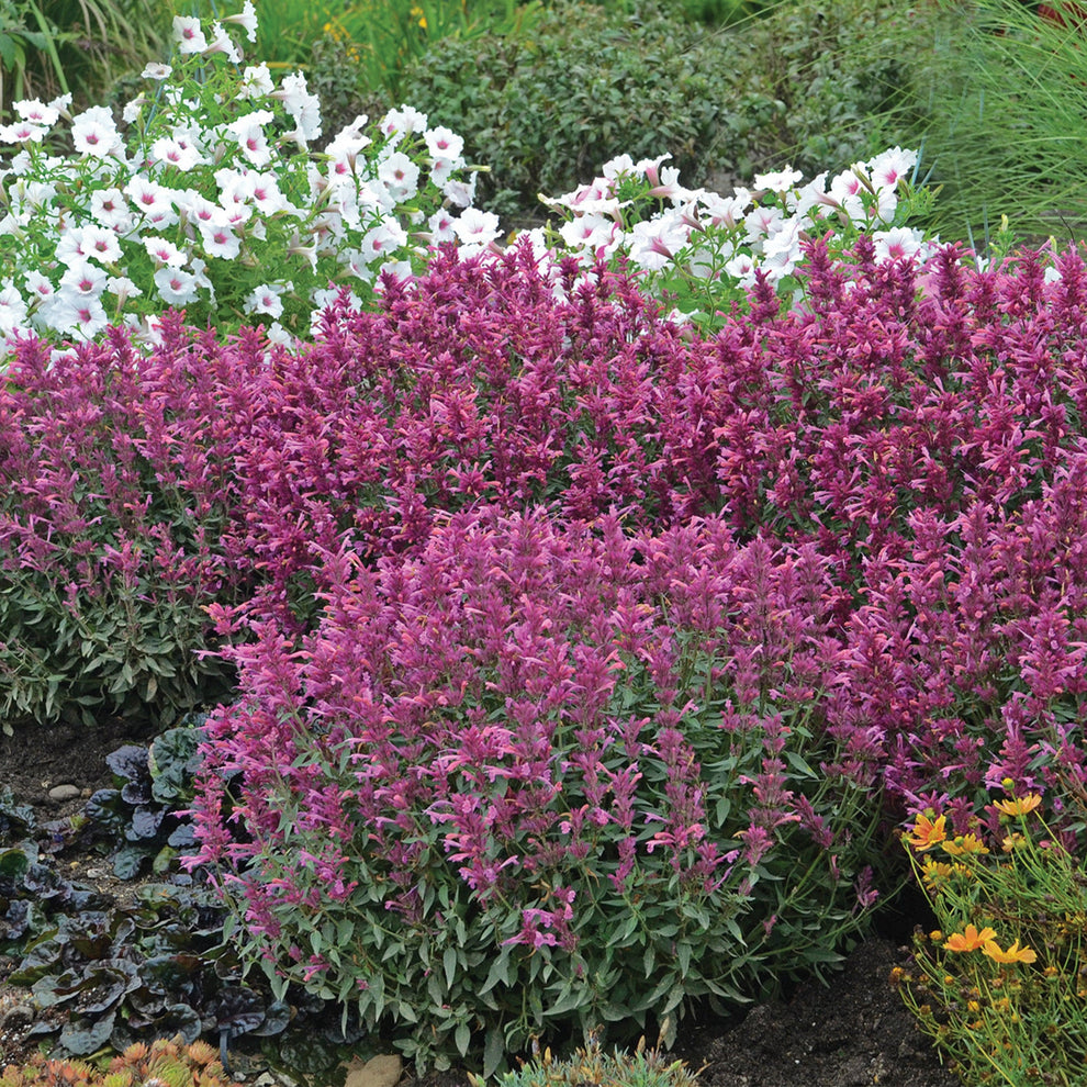 Agastache 'Rosie Posie' – Jardineries Botanix