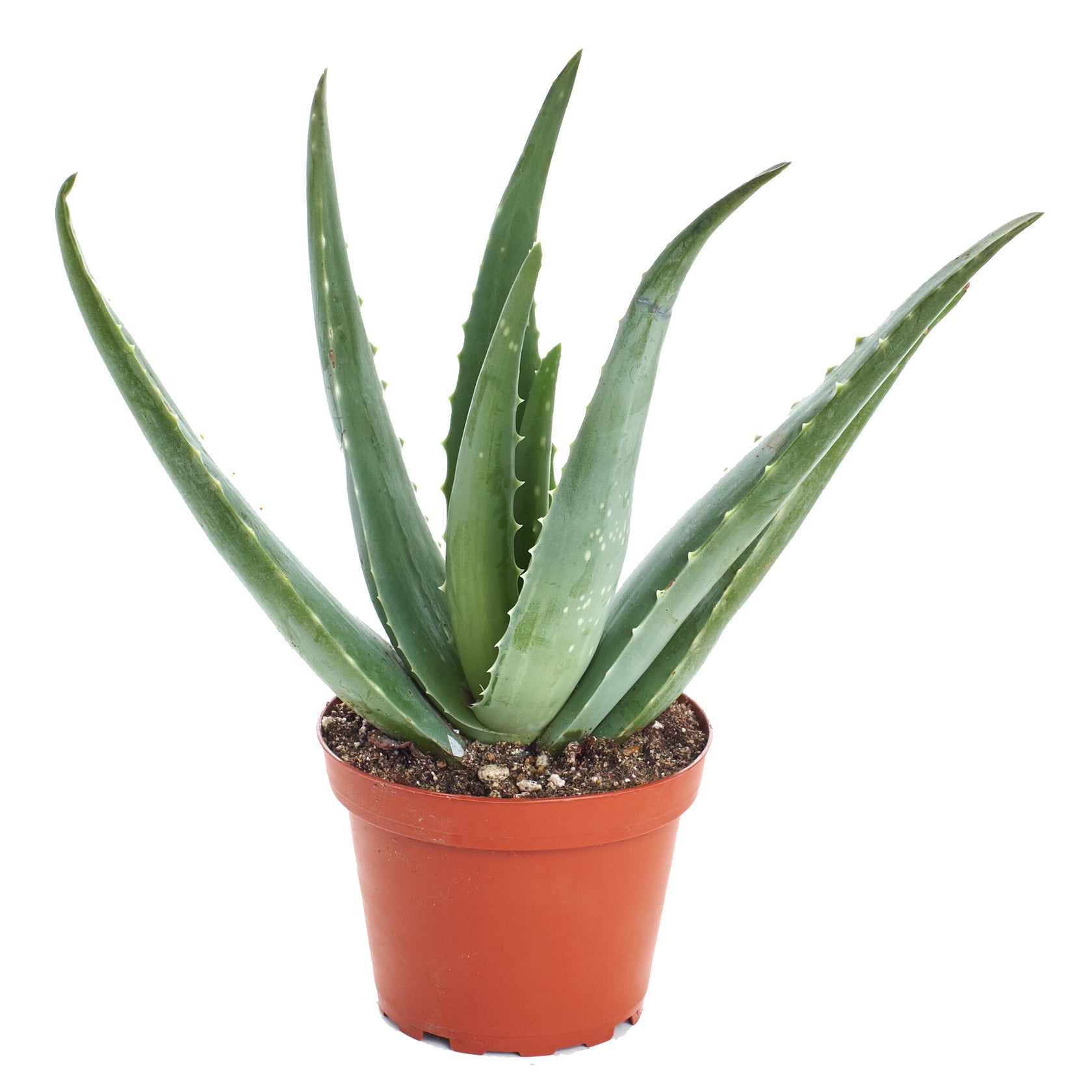 Aloès - Aloe vera – Jardineries Botanix