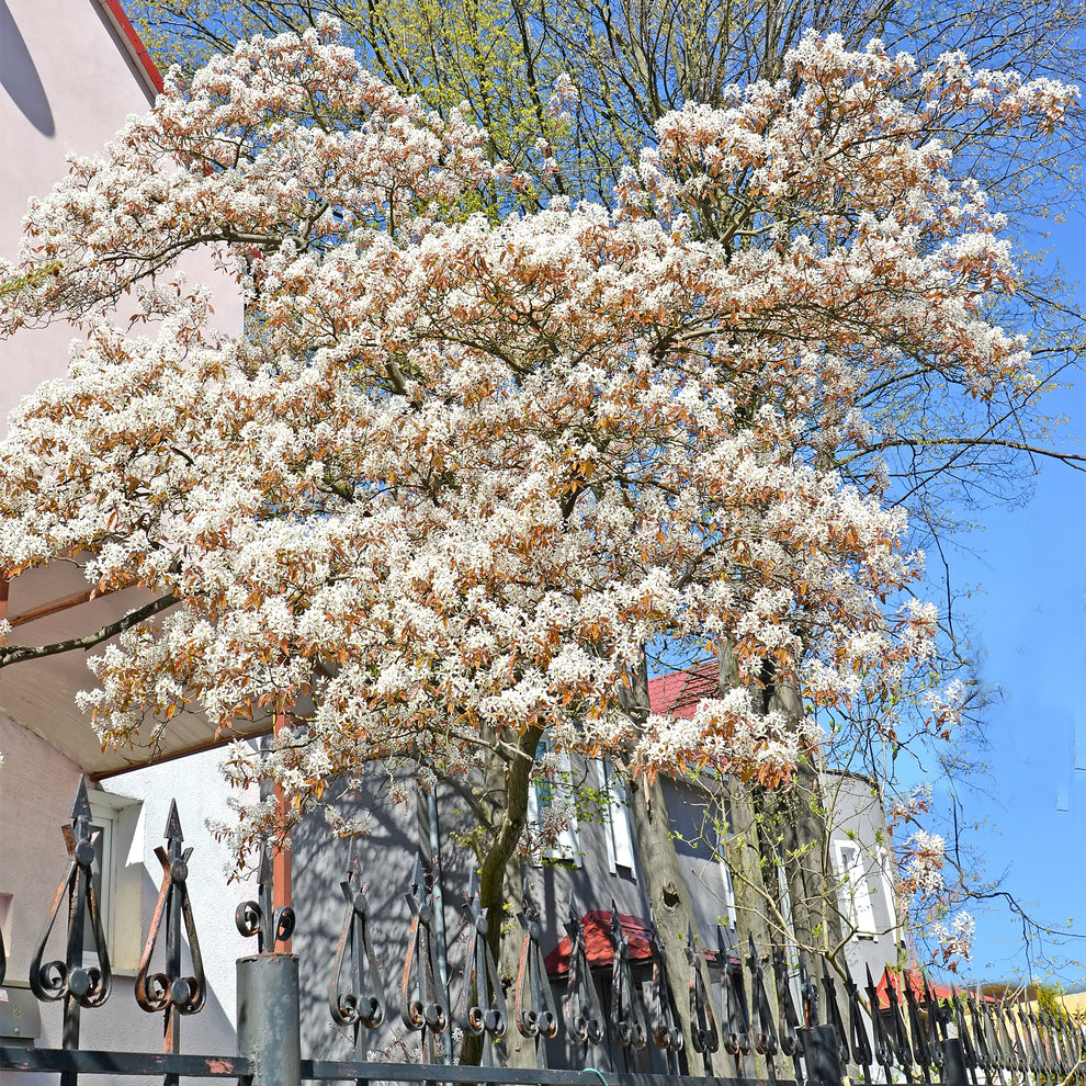 Serviceberry: Spring Blooms & Edible Berries for Your Garden ...