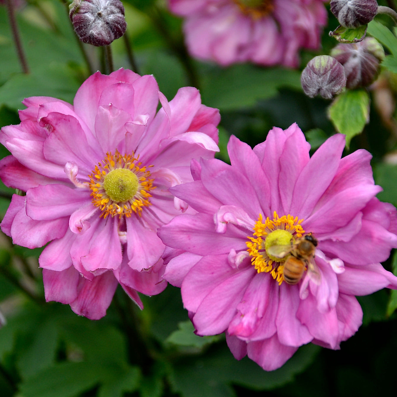 Anémone 'Sweetly' | Des Fleurs Roses en Automne | Anémone du Japon ...