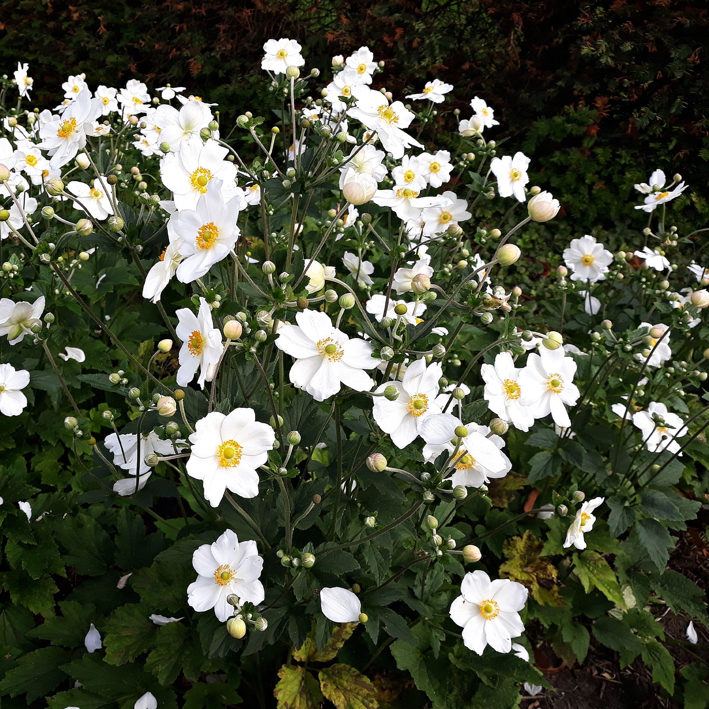 Anémone 'Honorine Jobert' – Jardineries Botanix