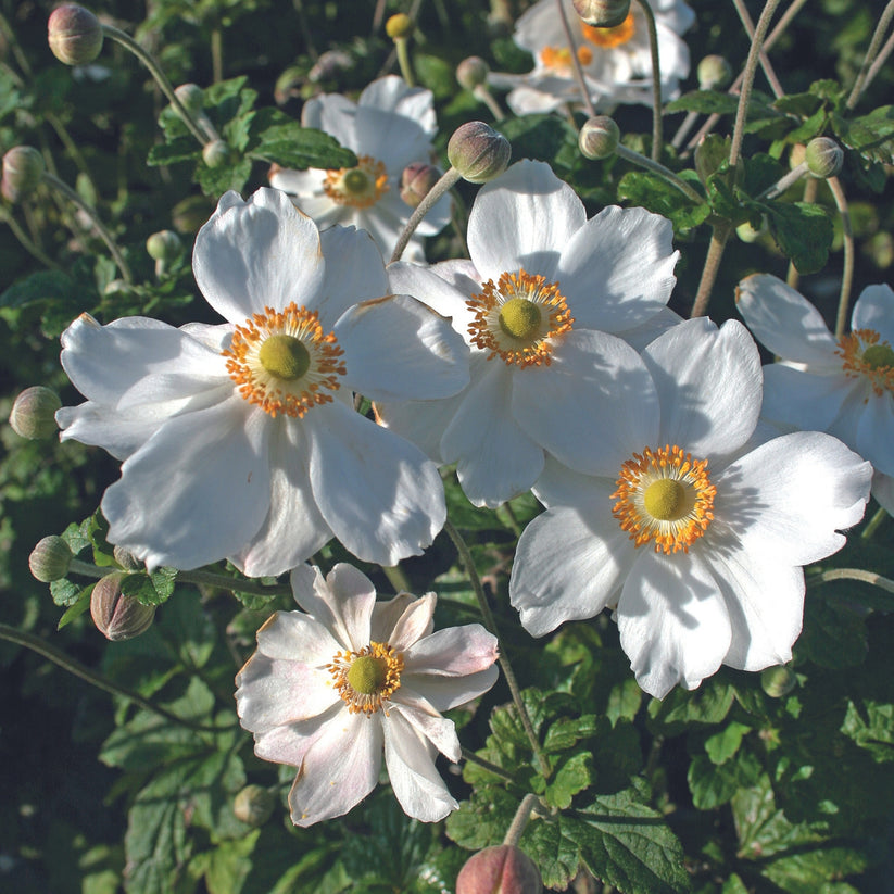 Elegant Fall Light | 'Honorine Jobert' Anemone | Anemone x hybrida ...