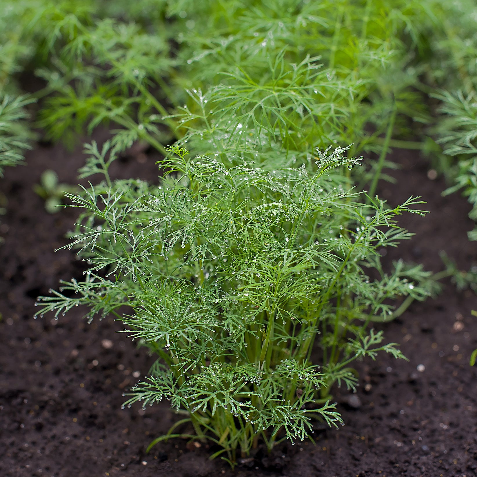 Dill – Jardineries Botanix