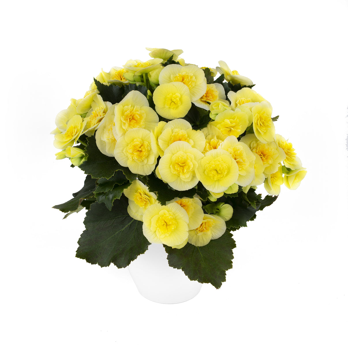 BELOVE® Yellow Begonia – Jardineries Botanix