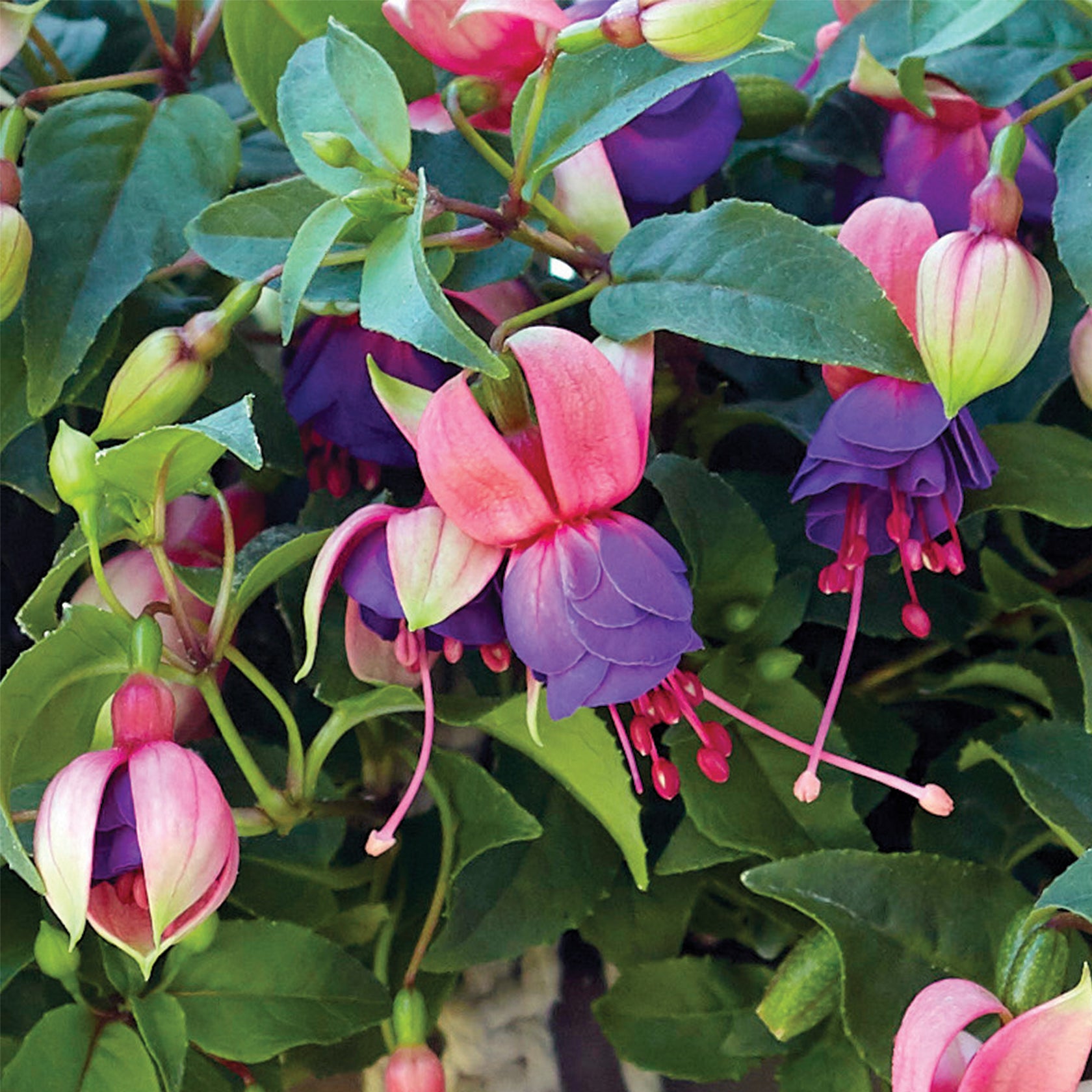 Fuchsia BELLA® Faya – Jardineries Botanix