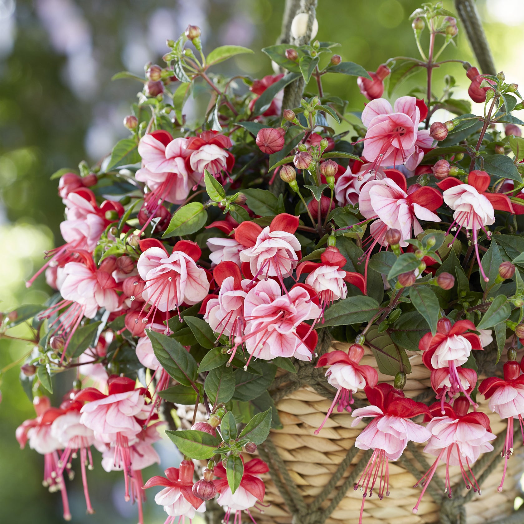 BELLA® Fuchsia Laura – Jardineries Botanix