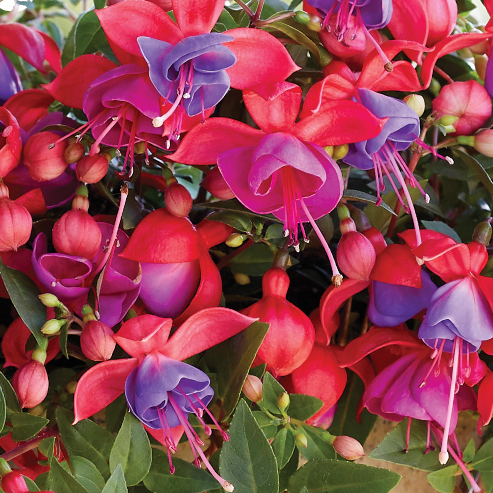 Fuchsia BELLA® Maria – Jardineries Botanix