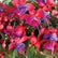 Fuchsia BELLA® Maria – Jardineries Botanix
