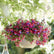 Fuchsia BELLA® Maria – Jardineries Botanix