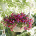 Fuchsia BELLA® Maria – Jardineries Botanix