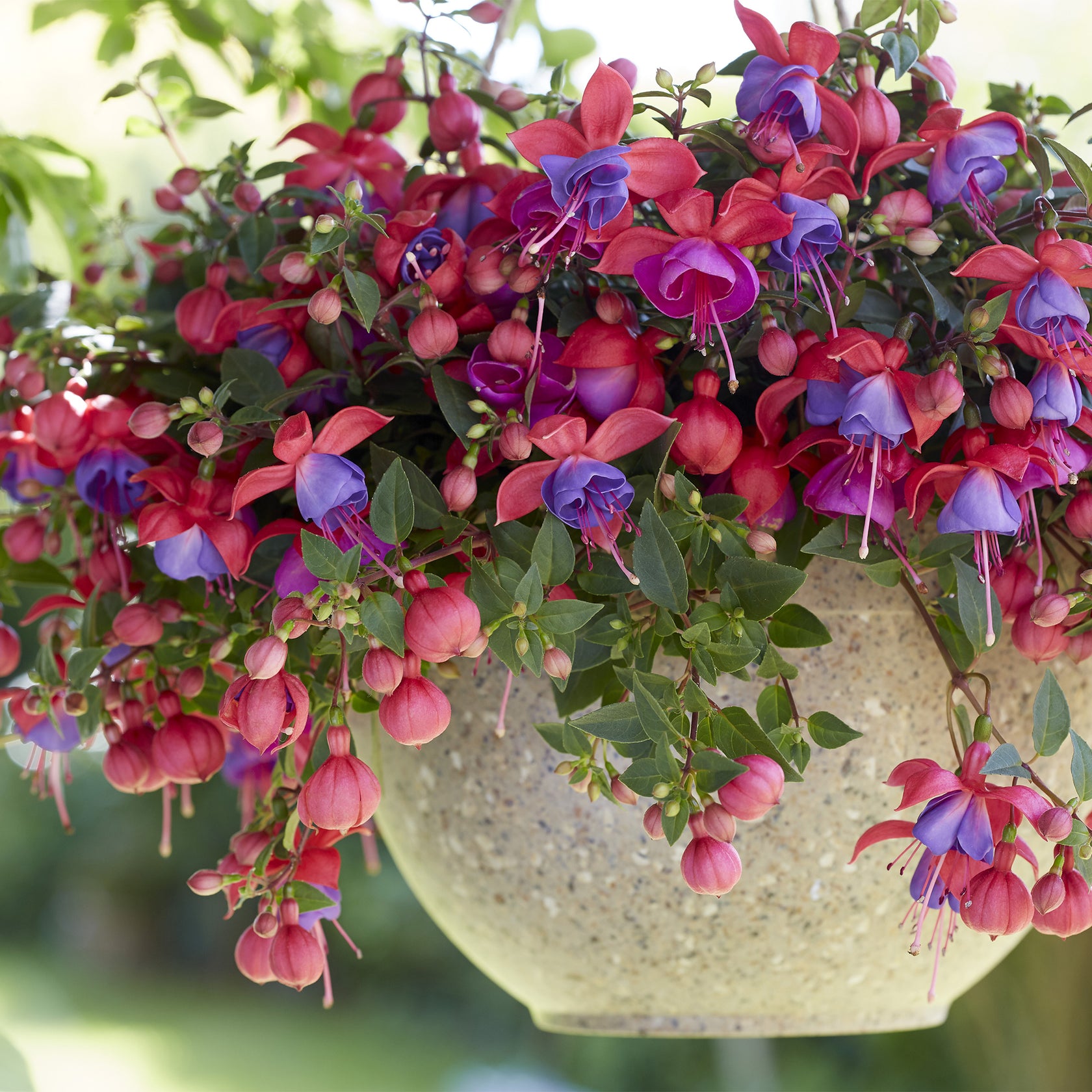 Fuchsia BELLA® Maria – Jardineries Botanix