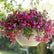 Fuchsia BELLA® Maria – Jardineries Botanix