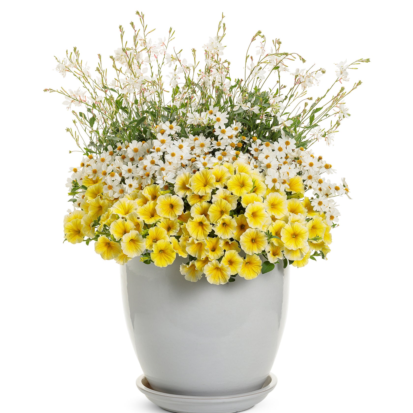 Gaura STRATOSPHERE™ White – Jardineries Botanix