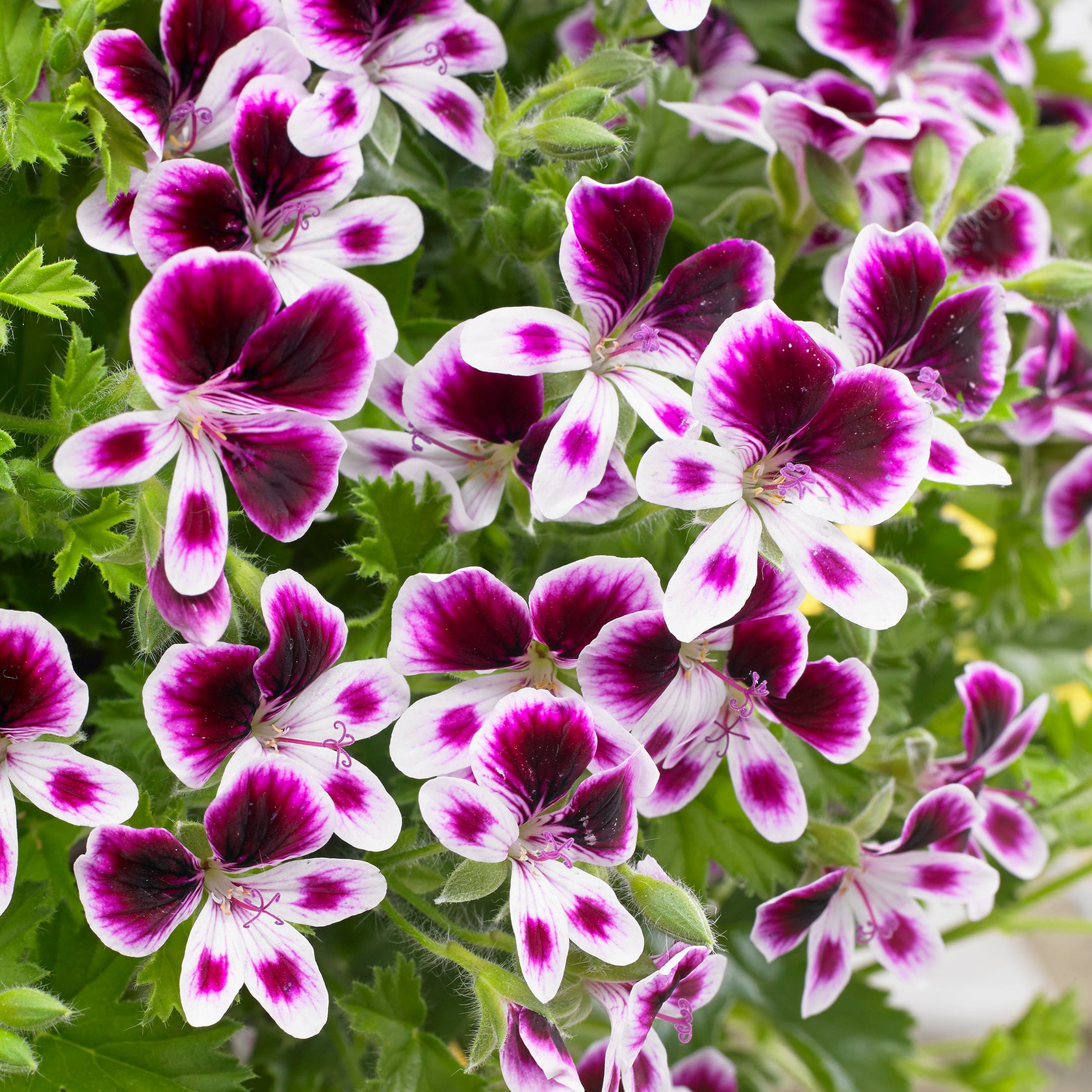 Géranium odorant MOSQUITAWAY® Eva - Anti-moustiques | Botanix ...