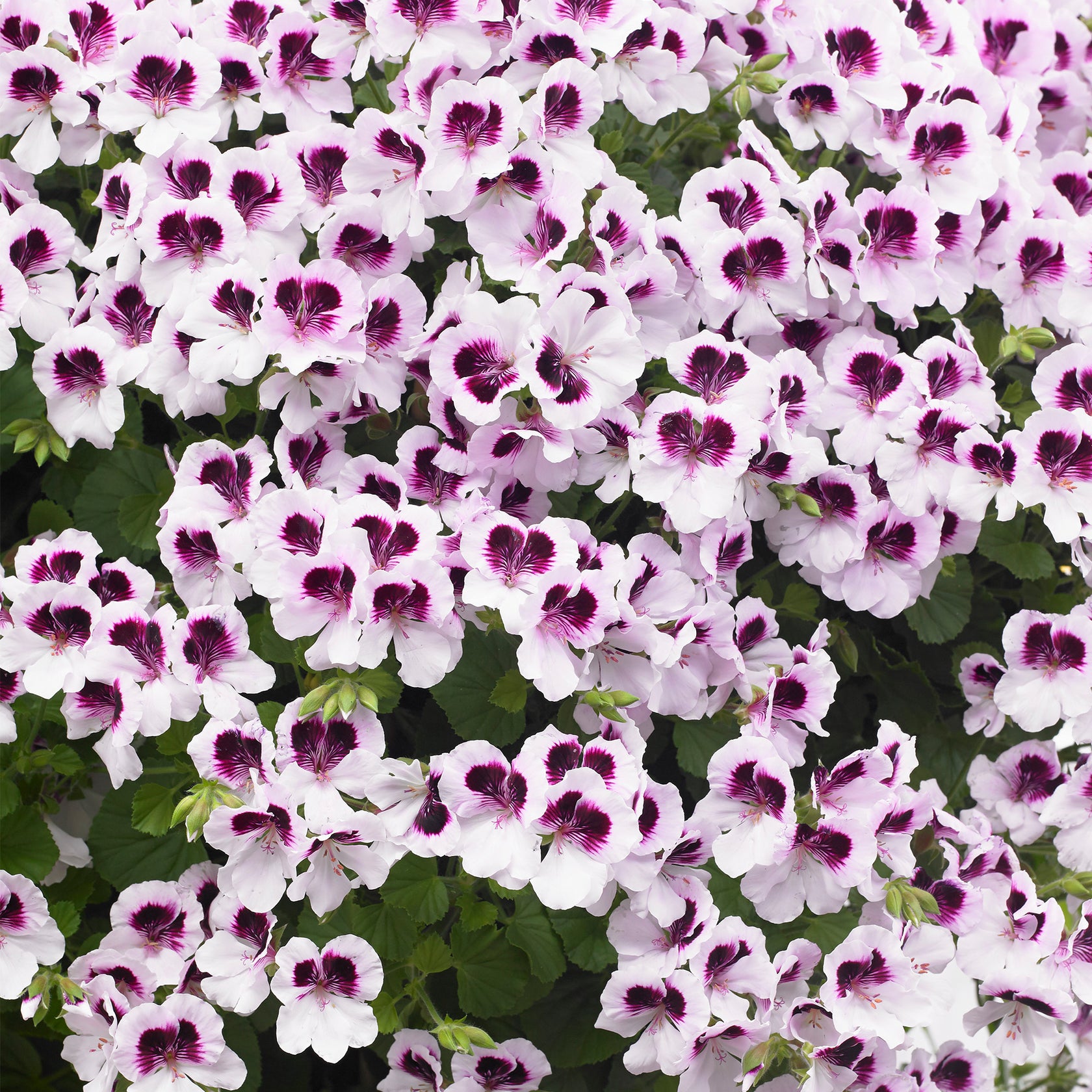 Géranium odorant MOSQUITAWAY® Lizzy - Anti-moustiques | Botanix ...