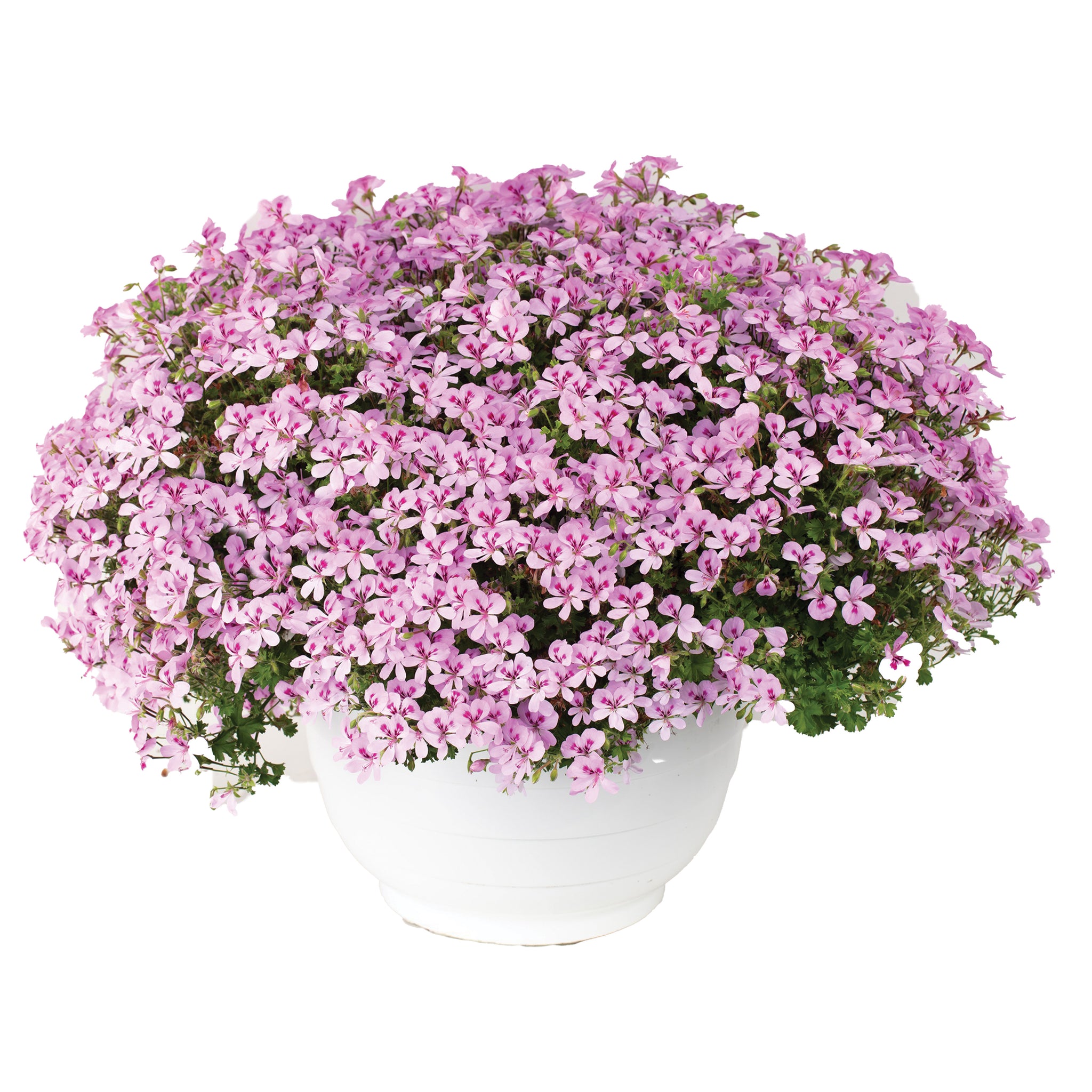 Géranium odorant MOSQUITAWAY® Lemona – Jardineries Botanix