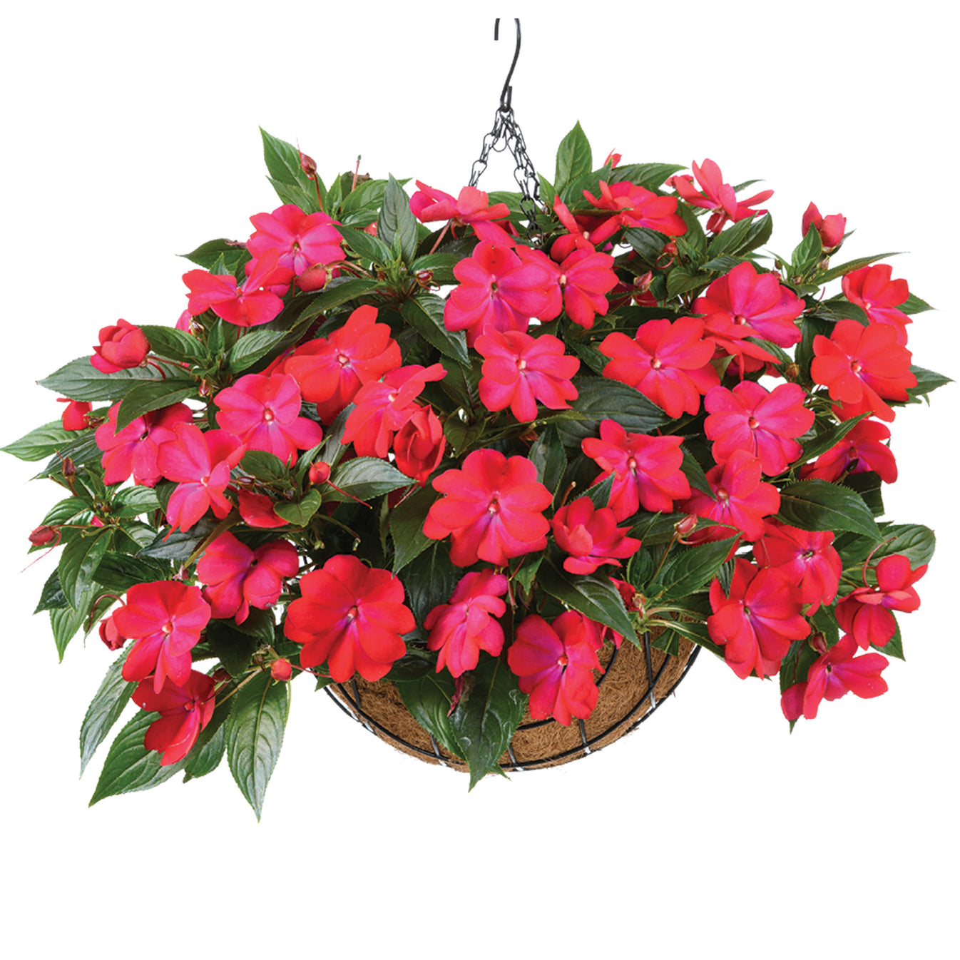 HARMONY® COLORFALL™ New Guinea Impatiens Neon Red – Jardineries Botanix