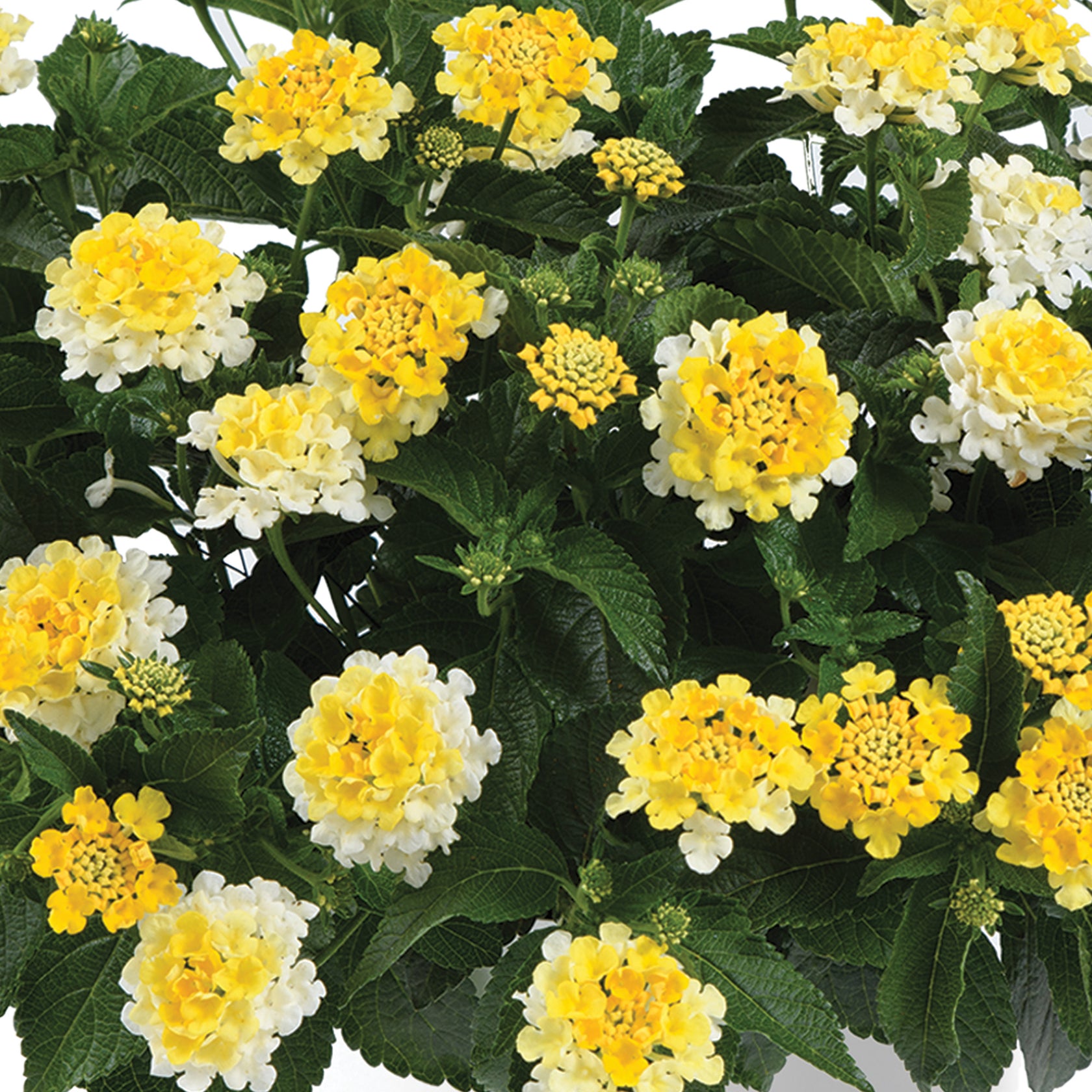 Lantana GEM™ Compact Yellow Topaz – Jardineries Botanix