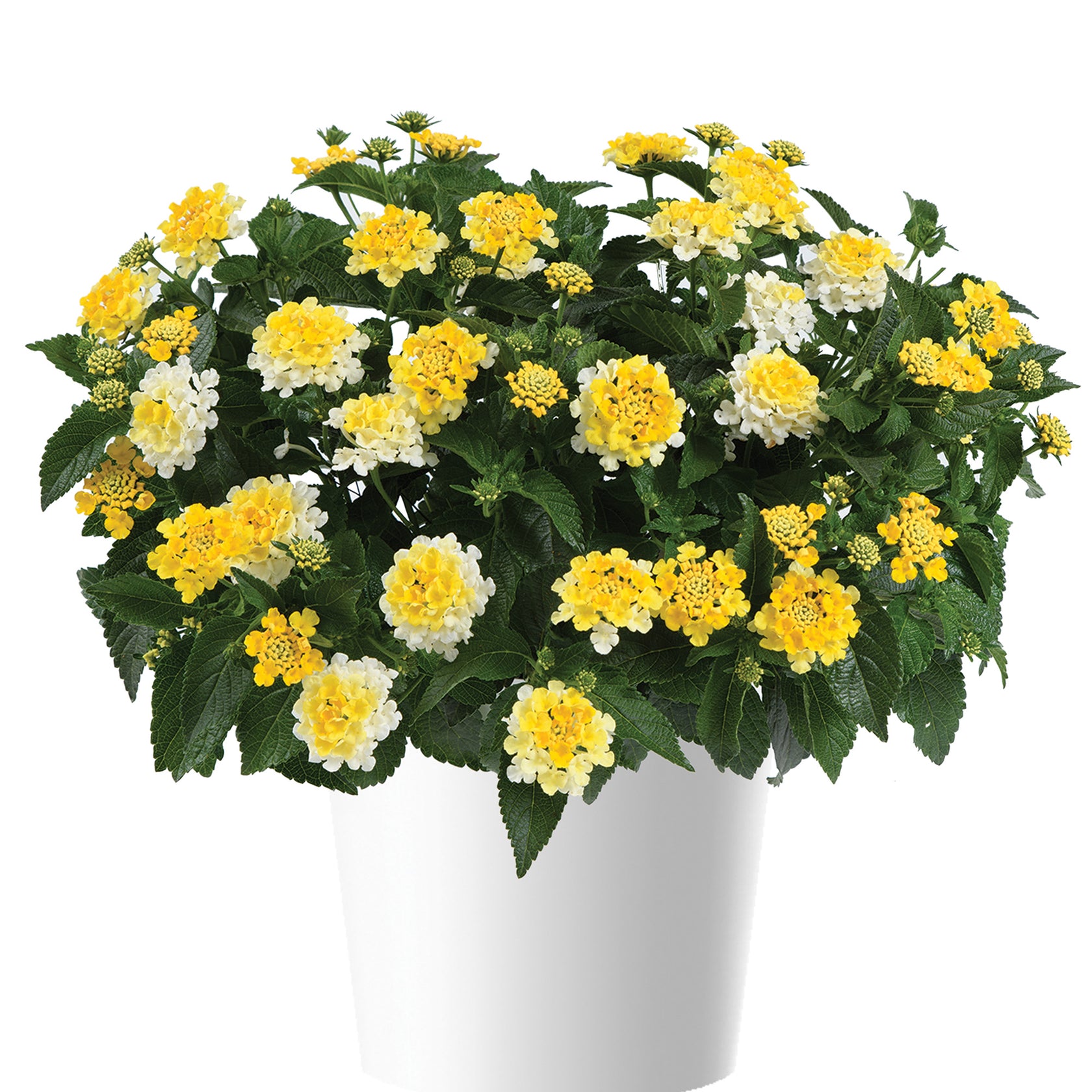 Lantana GEM™ Compact Yellow Topaz – Jardineries Botanix