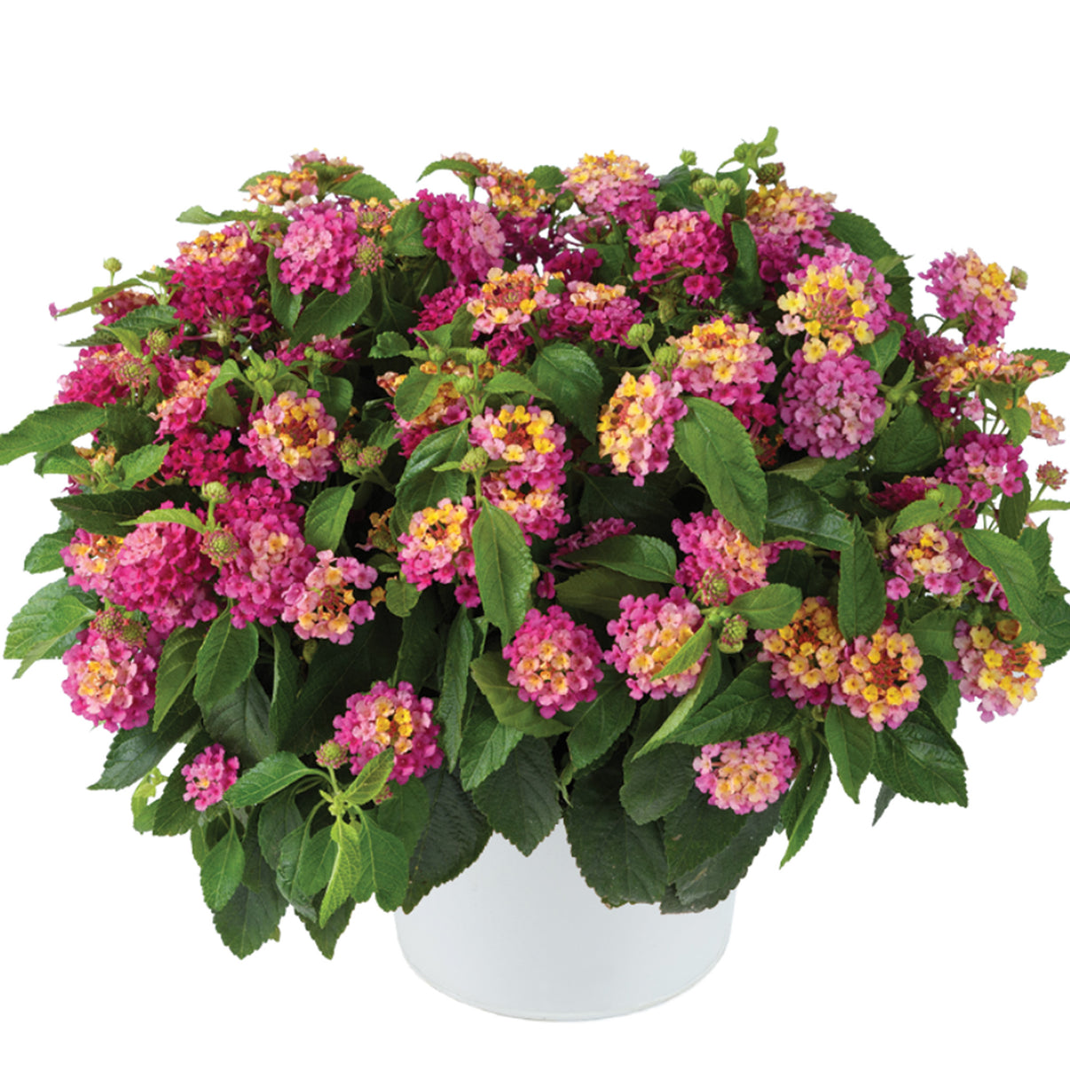 Lantana GEM™ Compact Pink Opal – Jardineries Botanix