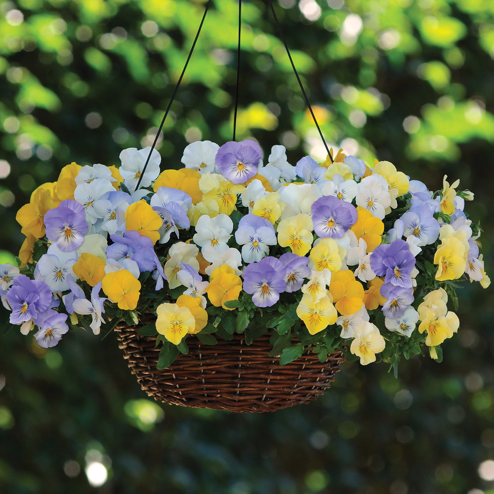 Viola Cool Wave® Series – Jardineries Botanix