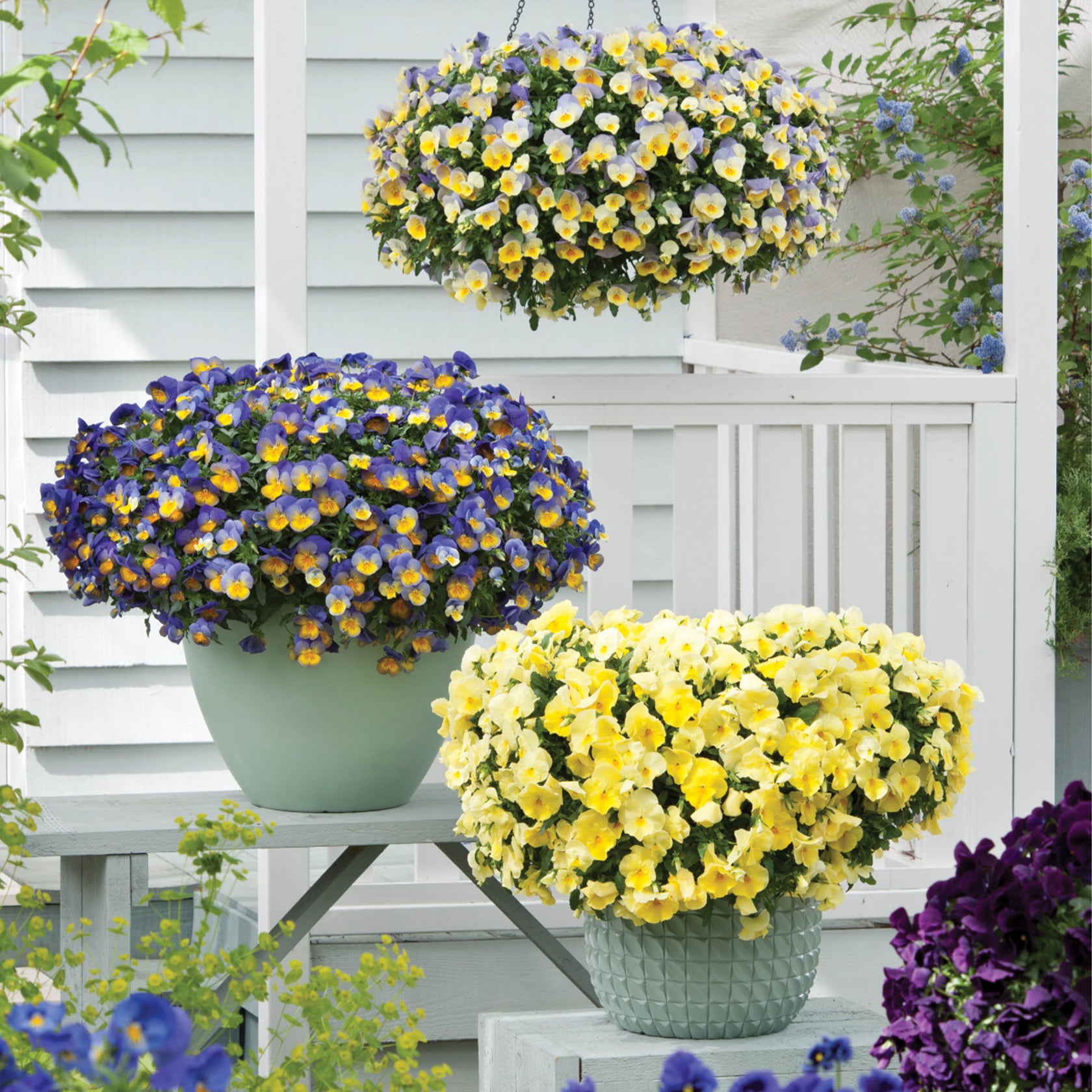 Viola Cool Wave® Series – Jardineries Botanix