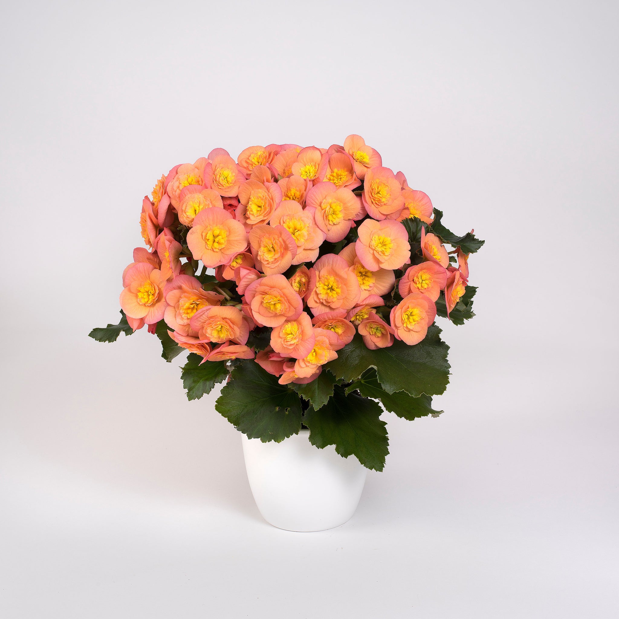 BELOVE® Peach Begonia – Jardineries Botanix